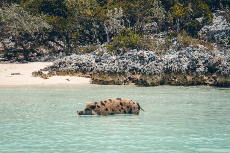 Que faire à Exuma en 4 jours ? Les incontournables de l'île - Explorer ...